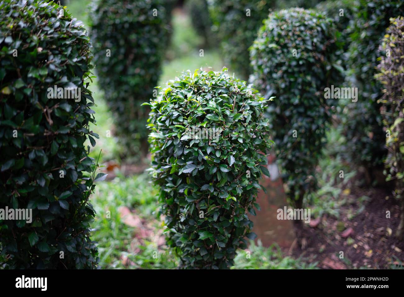 Wild Privet Ligustrum hedge nature texture Sampel seni topiary, in ...