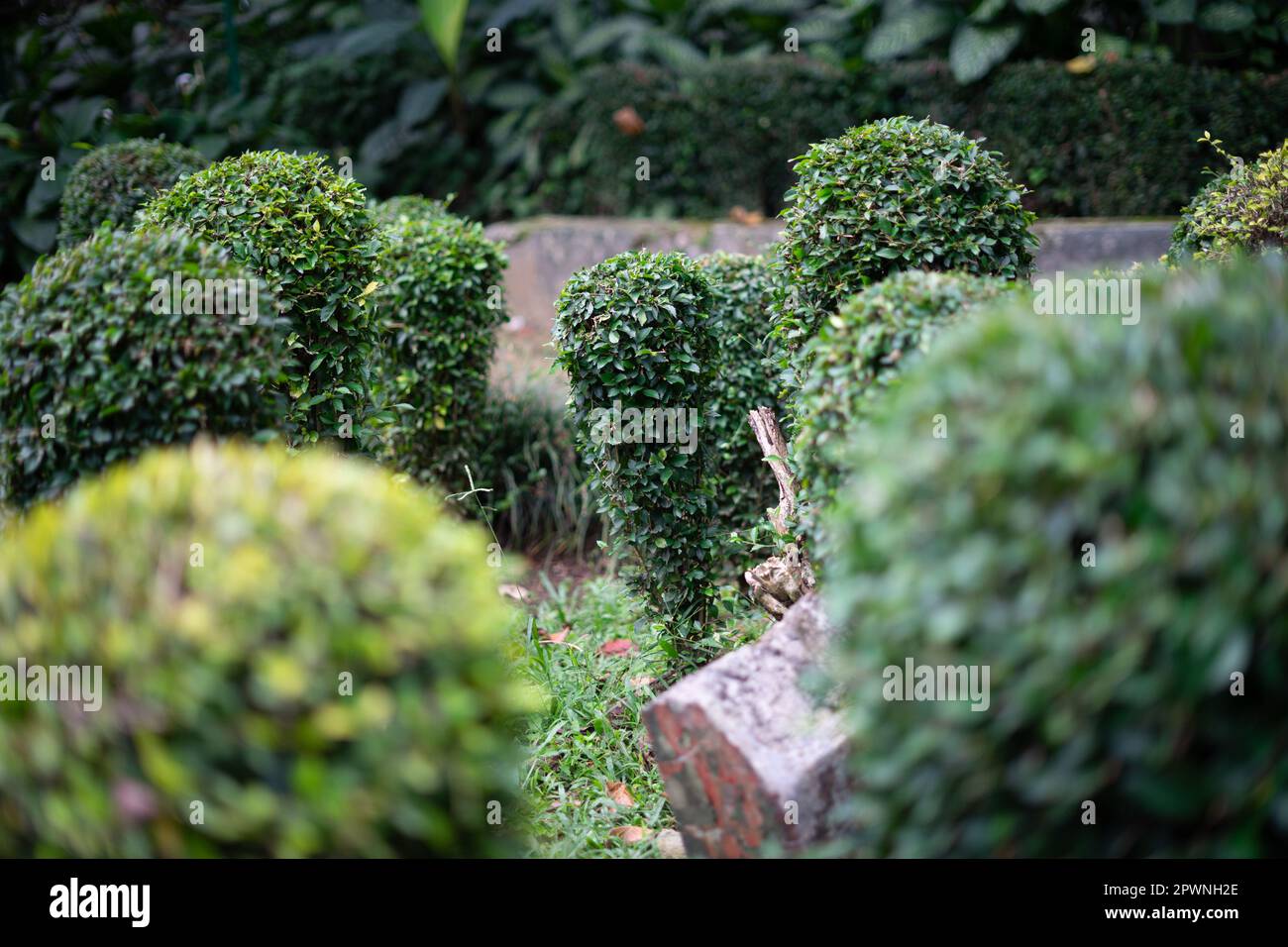 Wild Privet Ligustrum hedge nature texture Sampel seni topiary, in ...