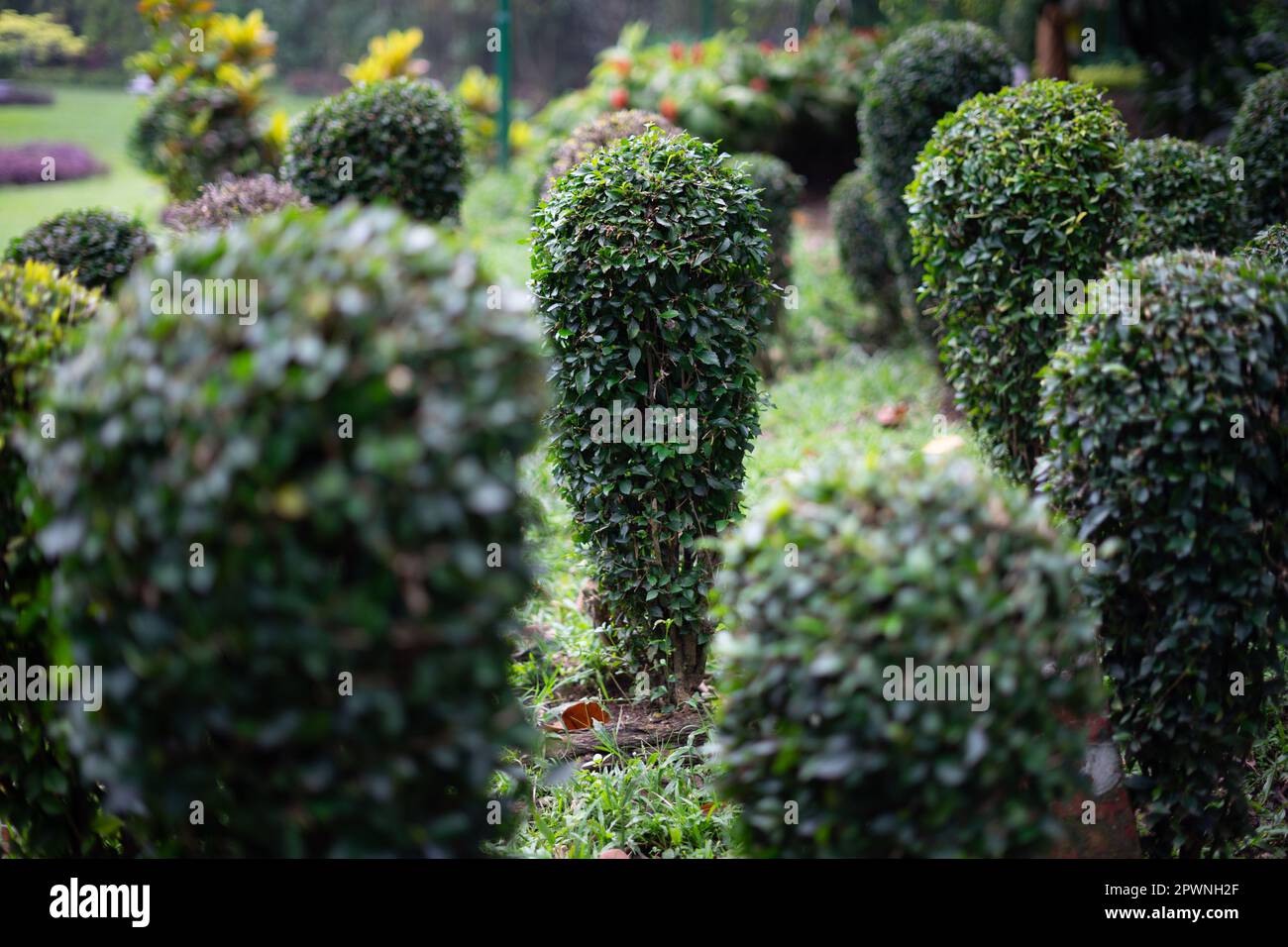 Wild Privet Ligustrum hedge nature texture Sampel seni topiary, in ...