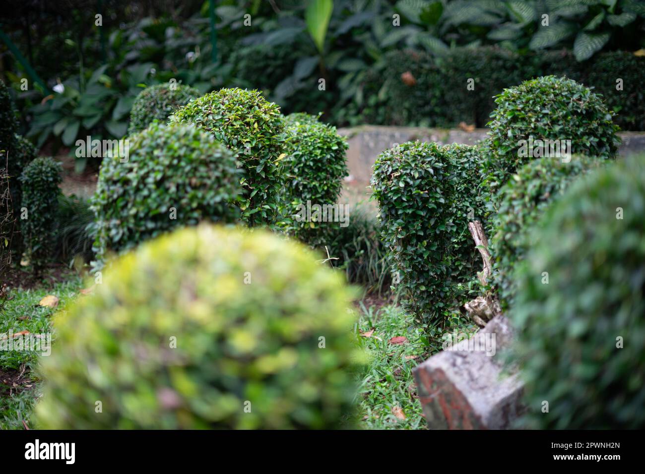 Wild Privet Ligustrum hedge nature texture Sampel seni topiary, in ...