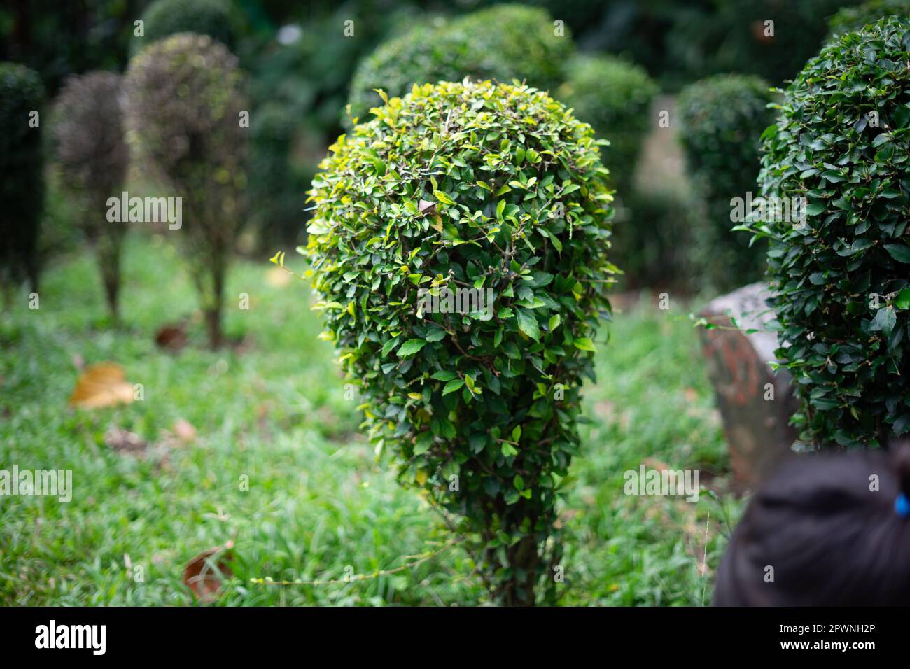 Wild Privet Ligustrum hedge nature texture Sampel seni topiary, in ...