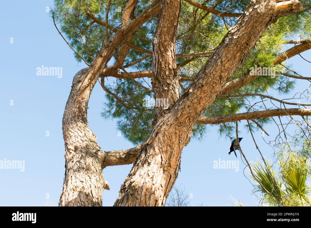 Old aleppo pine tree and Hooded crow on the branch, Pinus Halapensis ...