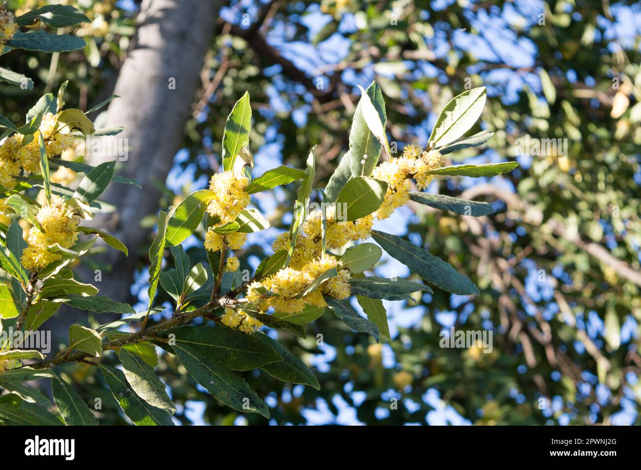 Mediterranean plant, Laurel tree, Laurus nobilis, in bloom covered with ...