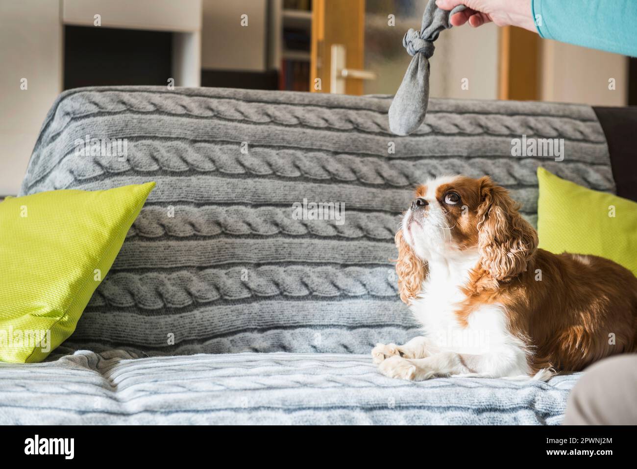 Dog toy on hand woman hi-res stock photography and images - Alamy