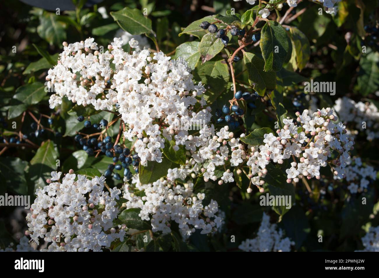 Mediterranean plant, Laurustinus shrub, Viburnum tinus, in bloom ...