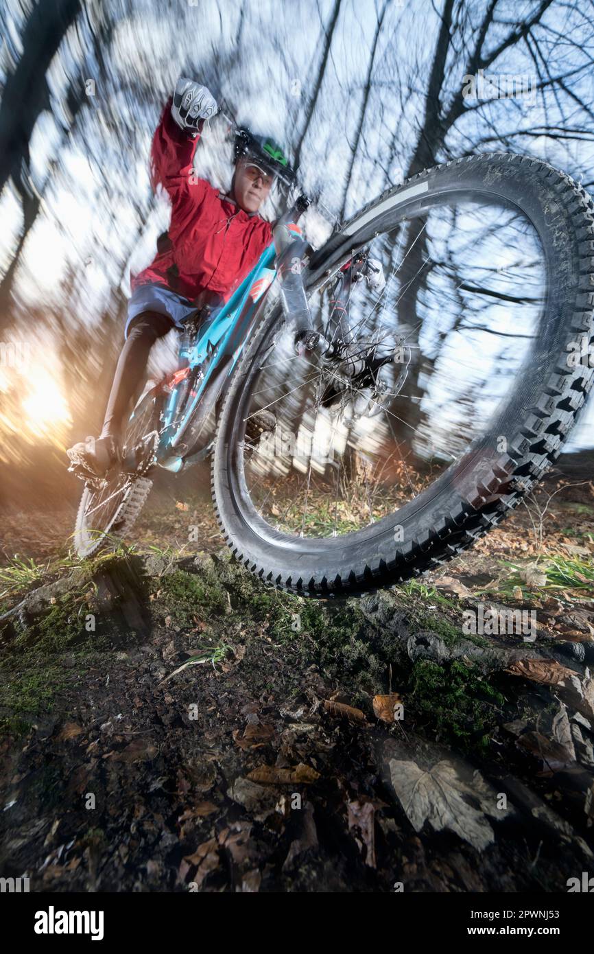 Mountain biker doing a wheelie over roots, Bavaria, Germany Stock Photo ...