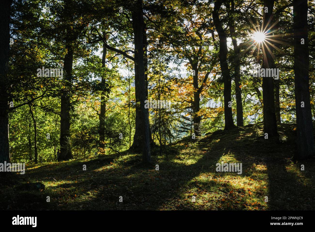 Sun bursting through the woods at Borrowdale, English Lake District ...