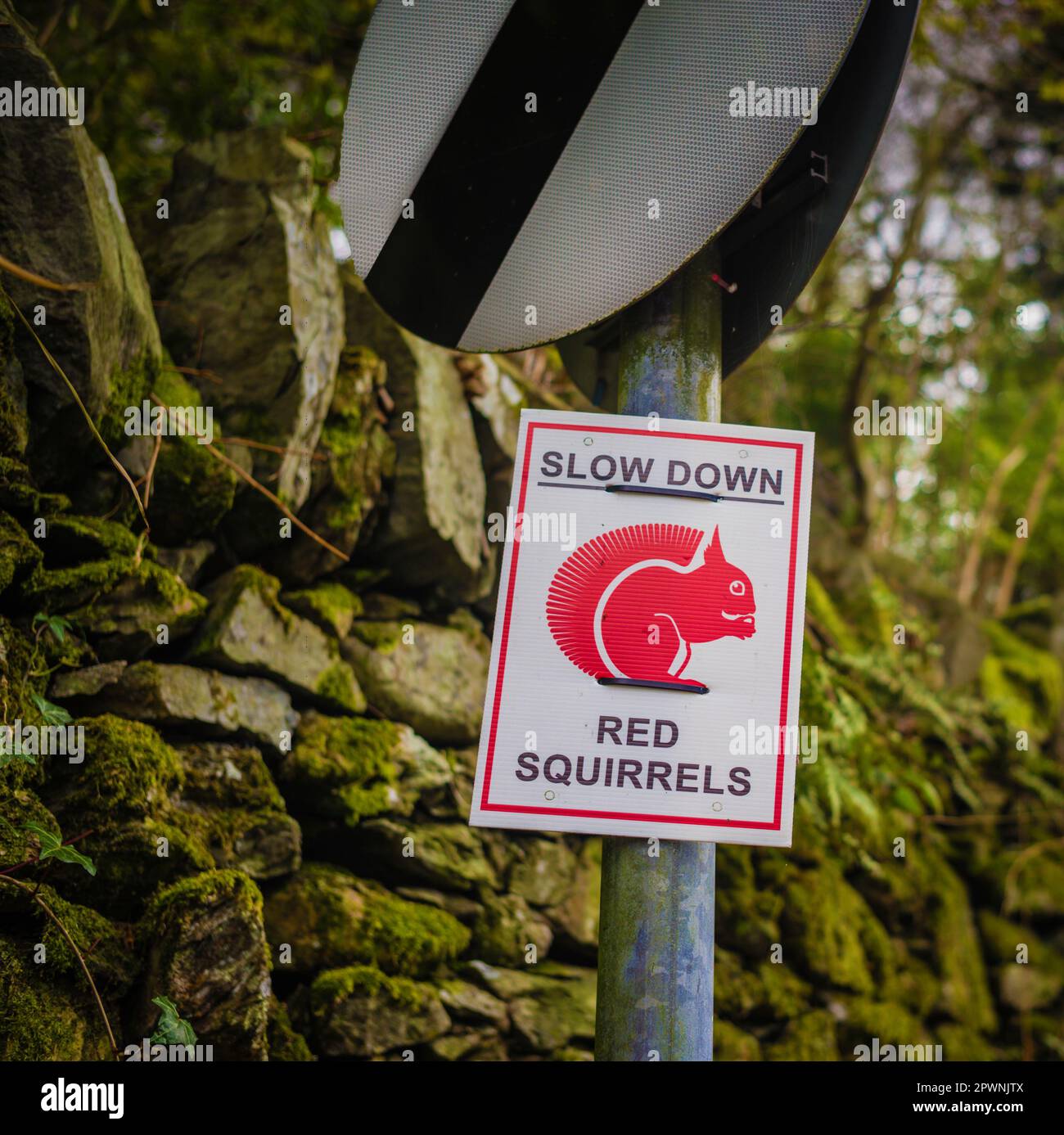 Please be careful and protect the Red Squirrels when driving, Grasmere ...