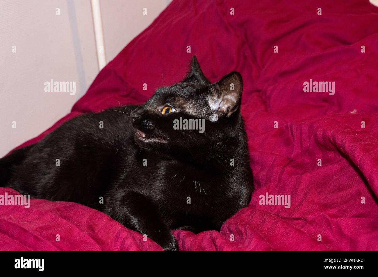 Gnash teeth hi-res stock photography and images - Alamy