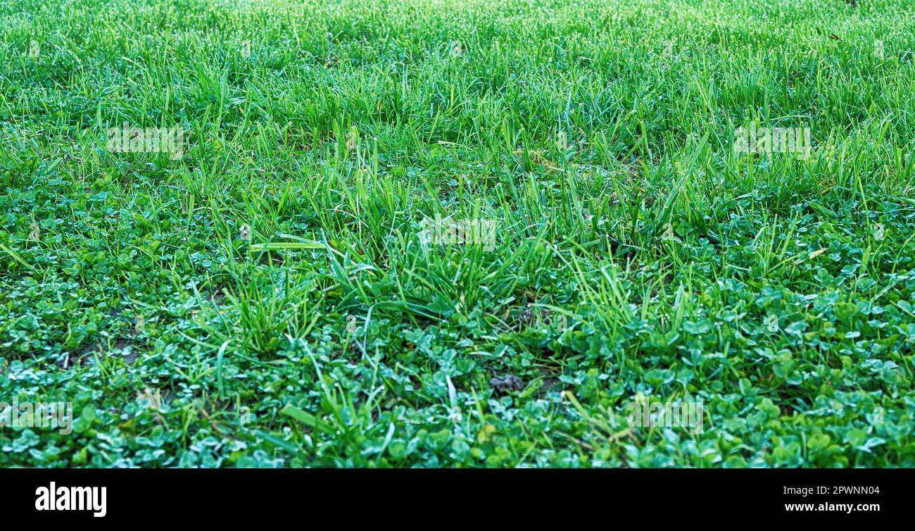 Green grass background in day light Stock Photo - Alamy