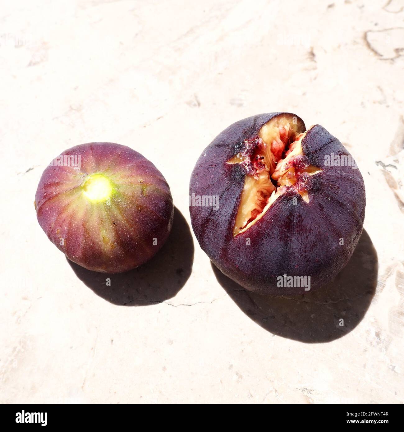 Fig or fig tree, or common fig tree, or Ficus carica is a subtropical ...
