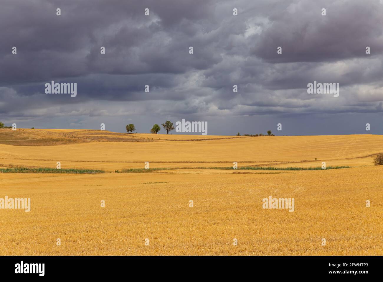 view of a crop field in the north of Spain Stock Photo - Alamy