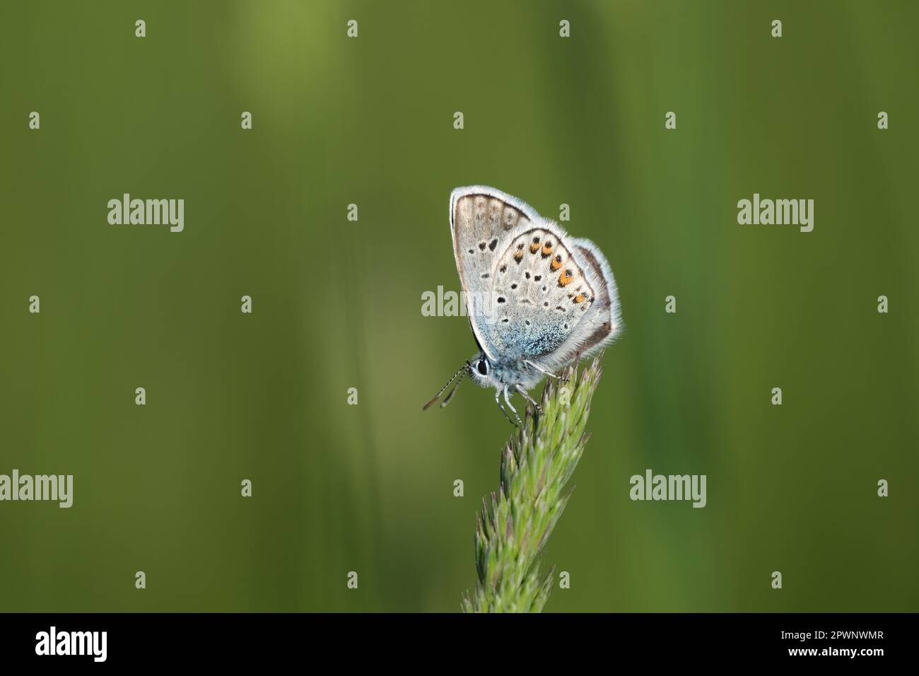 Close up of a silver studded blue butterfly in the wild, natural ...