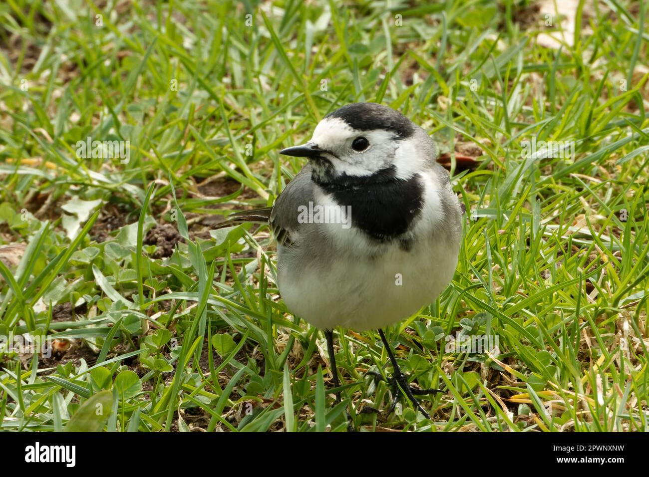 White wagtail (Motacilla alba) under an old apple tree Stock Photo - Alamy