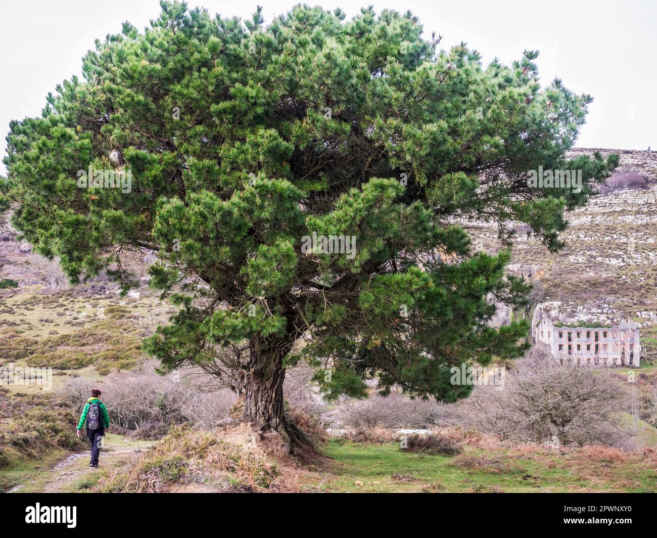 Woman passing a pine tree during hiking tour Stock Photo - Alamy