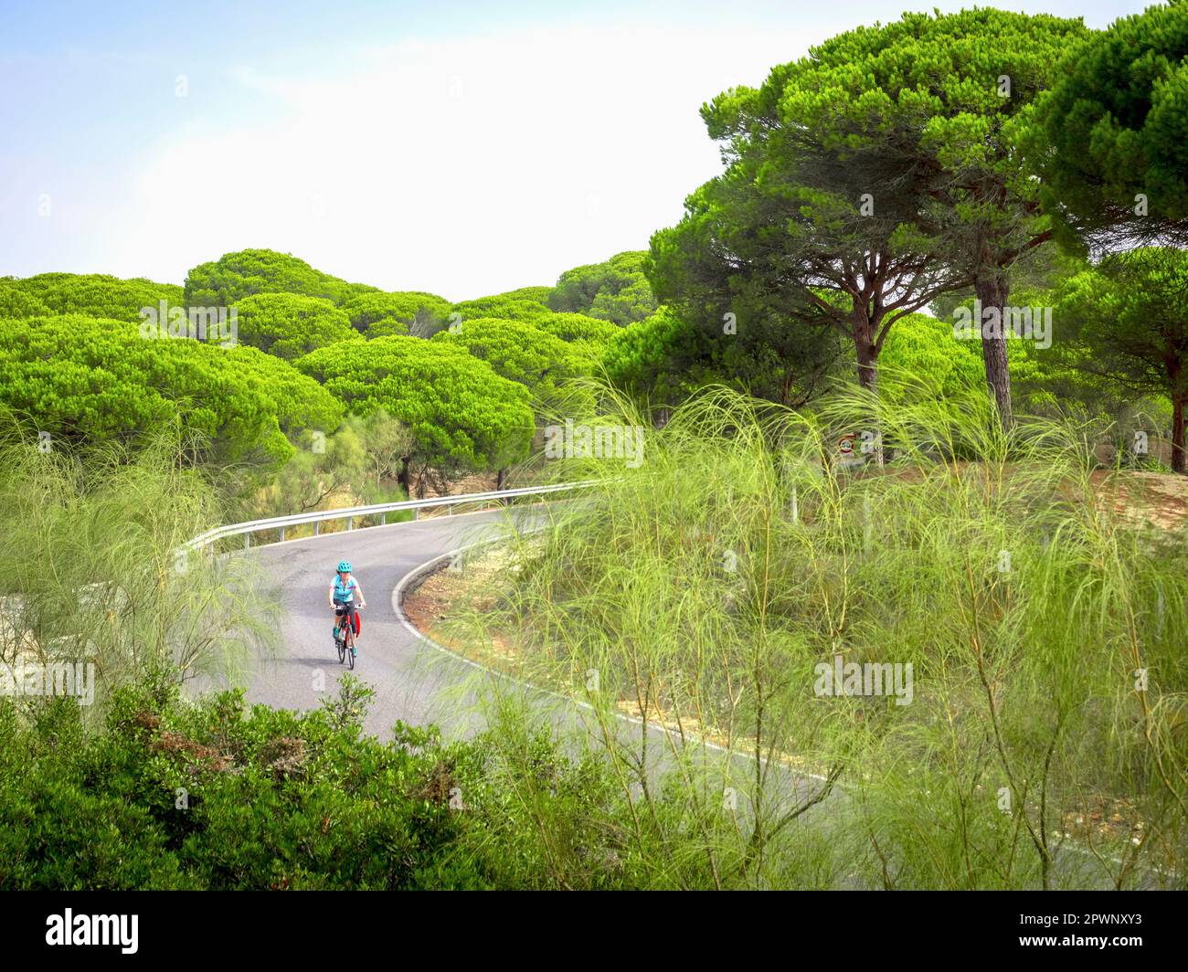 Riding bike through forest hi-res stock photography and images - Alamy