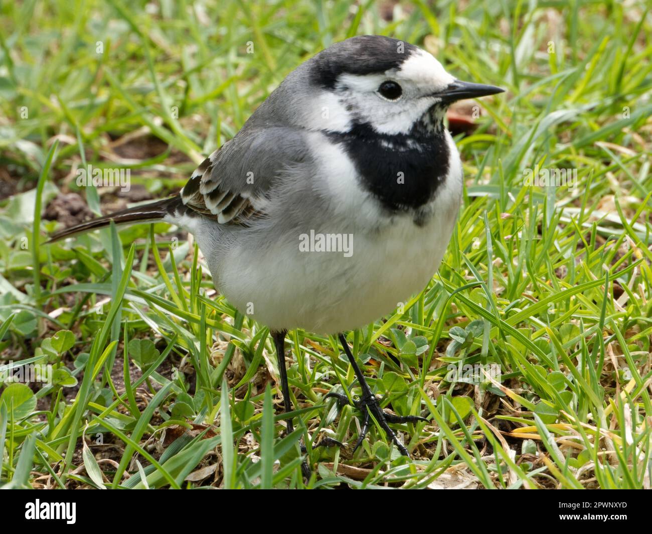 White wagtail (Motacilla alba) under an old apple tree Stock Photo - Alamy