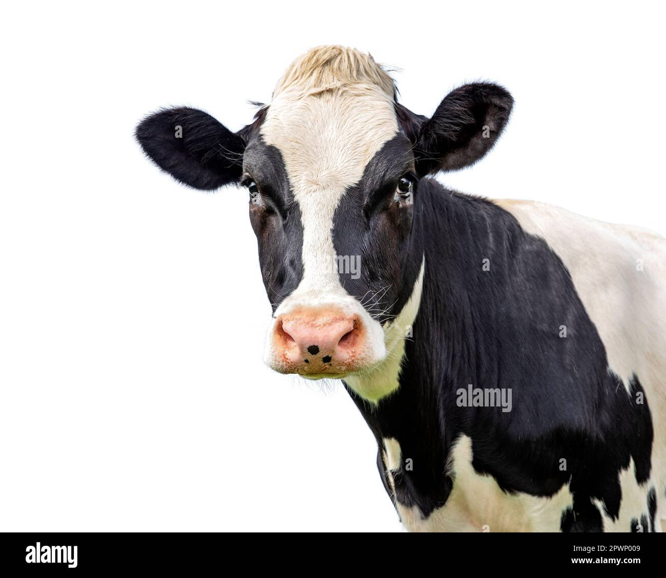 Cut out cow, isolated black and white looking gentle with a pink nose ...