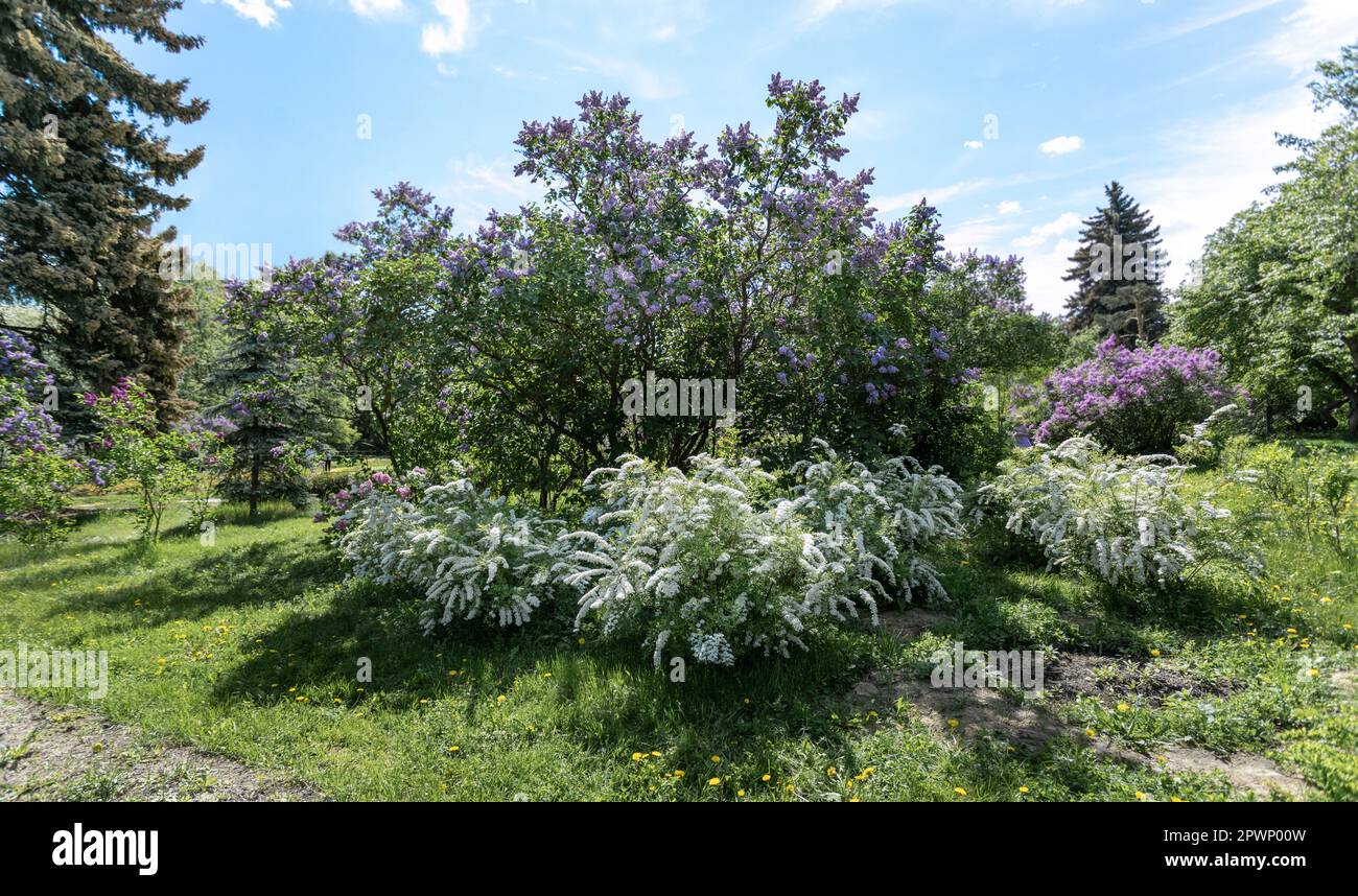 Lush spring blooming image. View to large bush of blossoming lilac ...