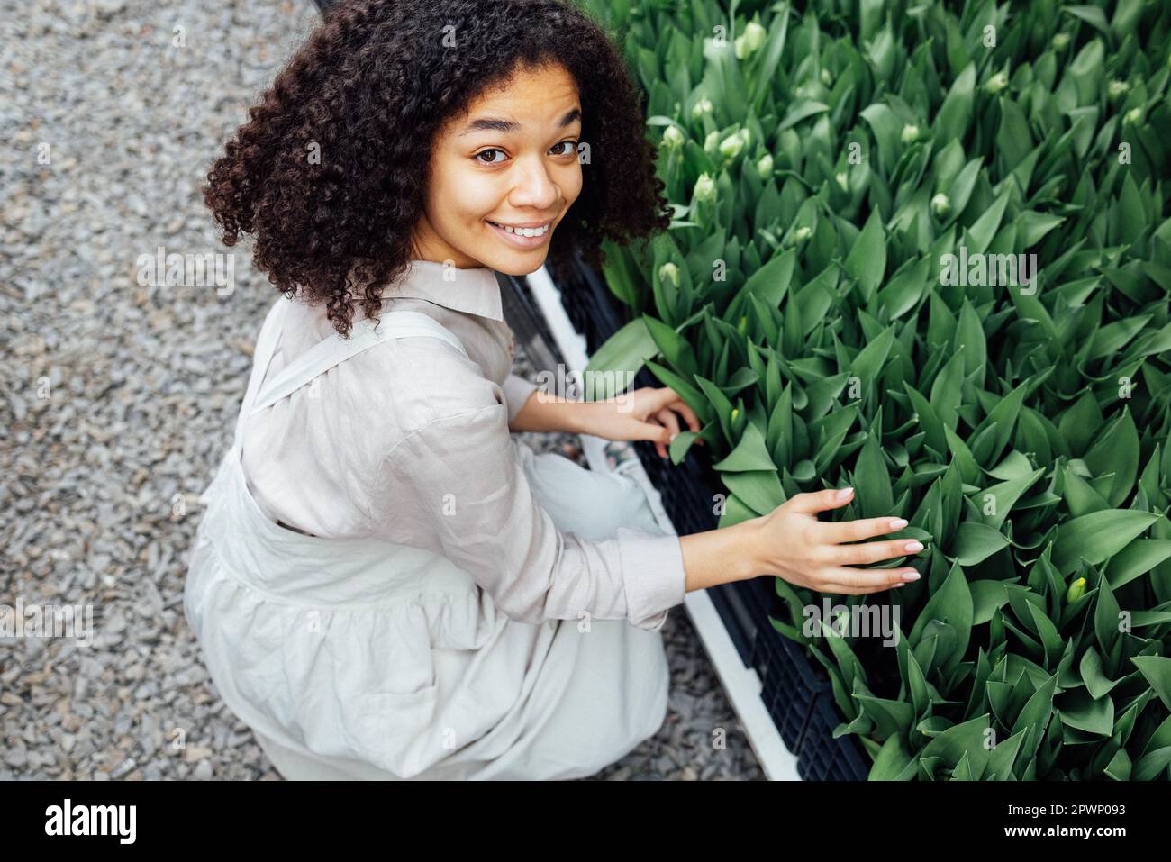 Attractive young african woman in light color apron touches pink tulips growing in boxes at ...