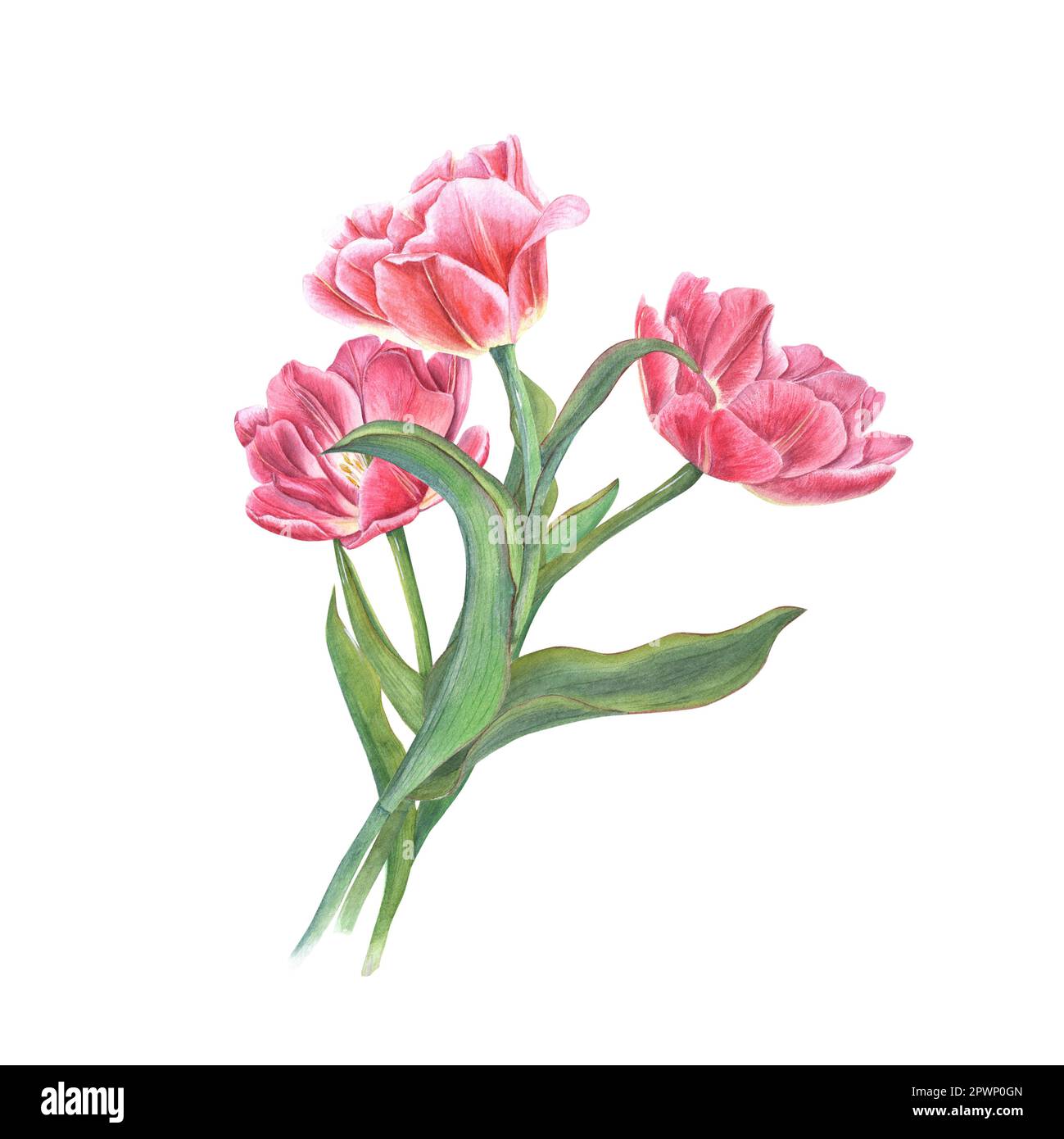 Watercolor bouquet of pink tulips isolated on a white background ...