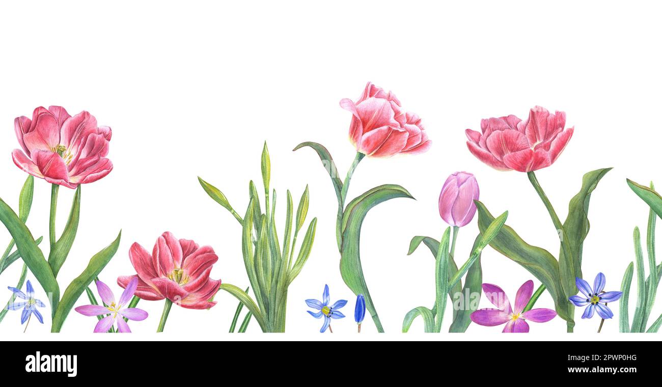 Floral seamless horizontal border with pink tulips, daffodils, crocuses ...