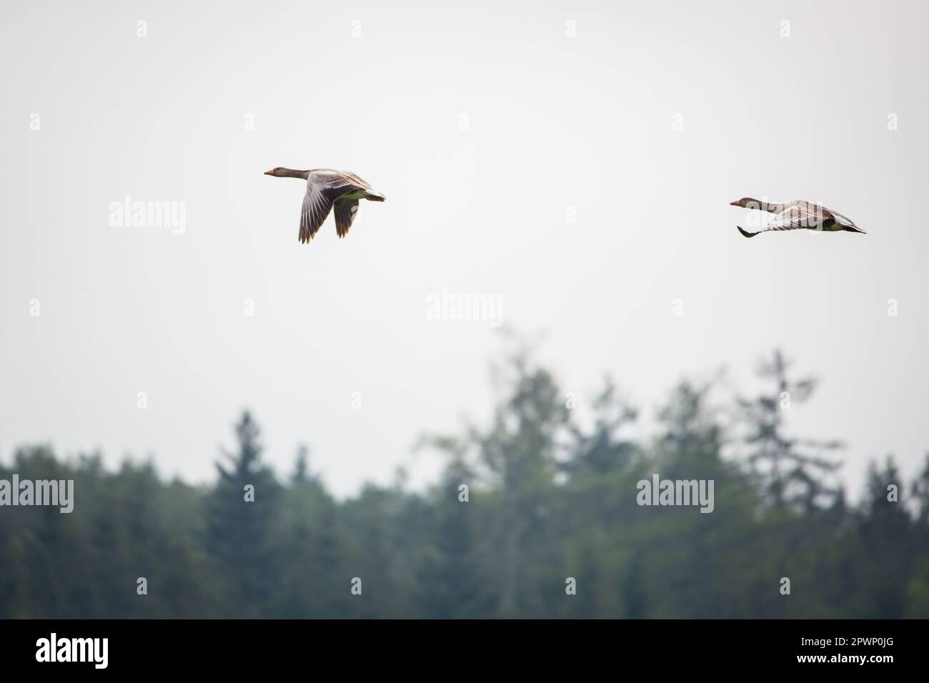 Two greylag geese flying (Anser anser Stock Photo - Alamy