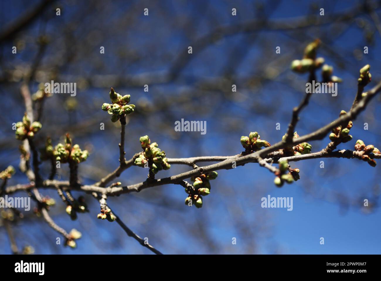 Seasonal weather, spring buds in a cherry tree Stock Photo - Alamy
