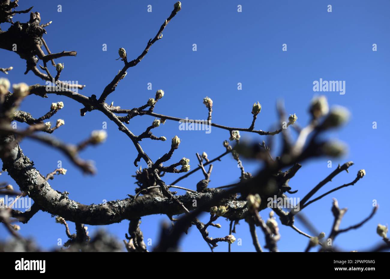 Seasonal weather, spring buds in a pear tree Stock Photo - Alamy