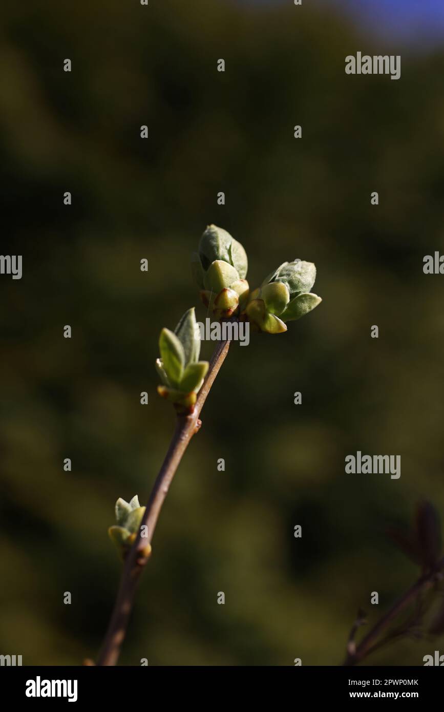 Seasonal weather, Syringa, is a genus of 12 currently recognized ...