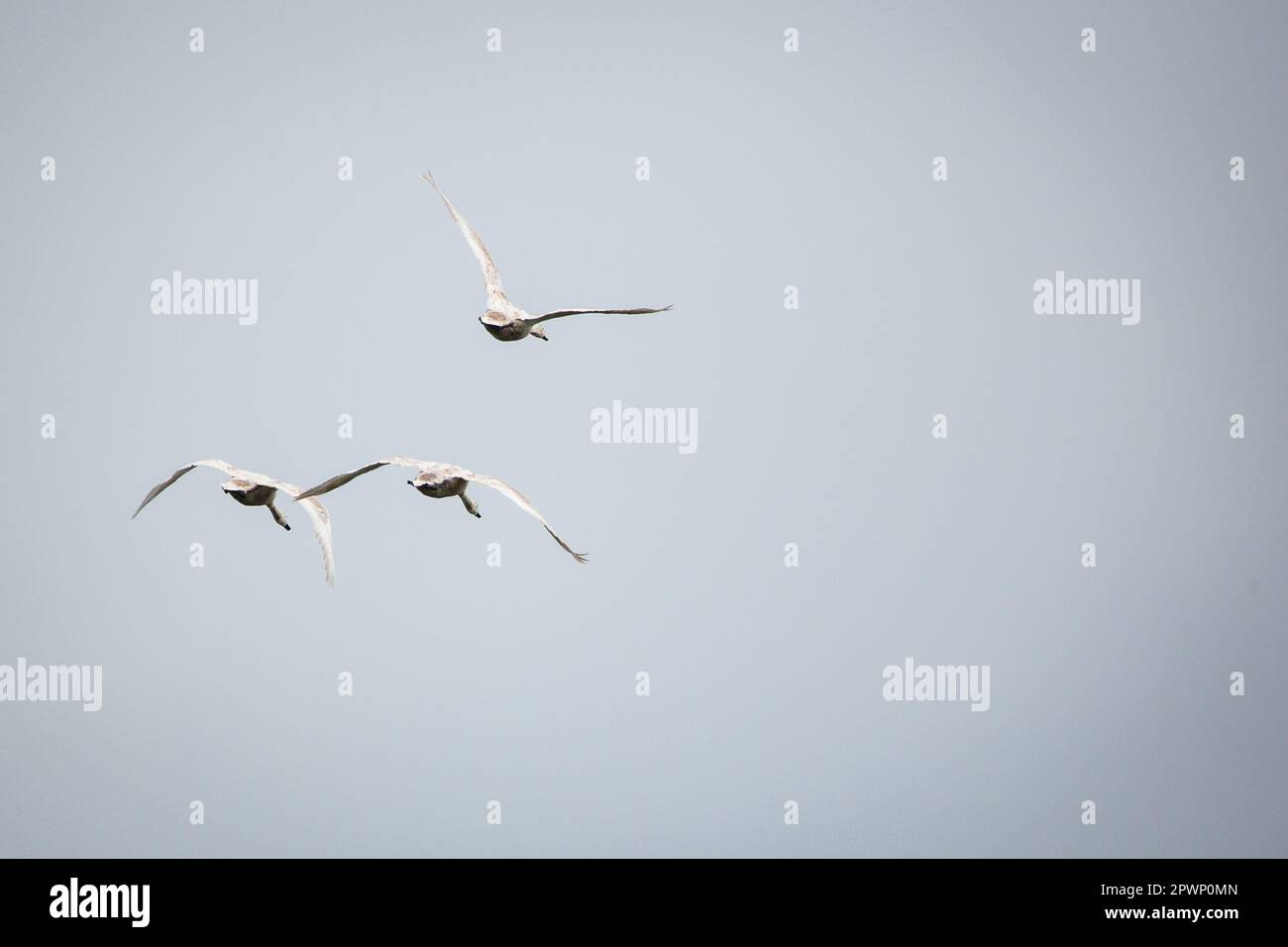 Three flying swans (Cygnus Stock Photo - Alamy