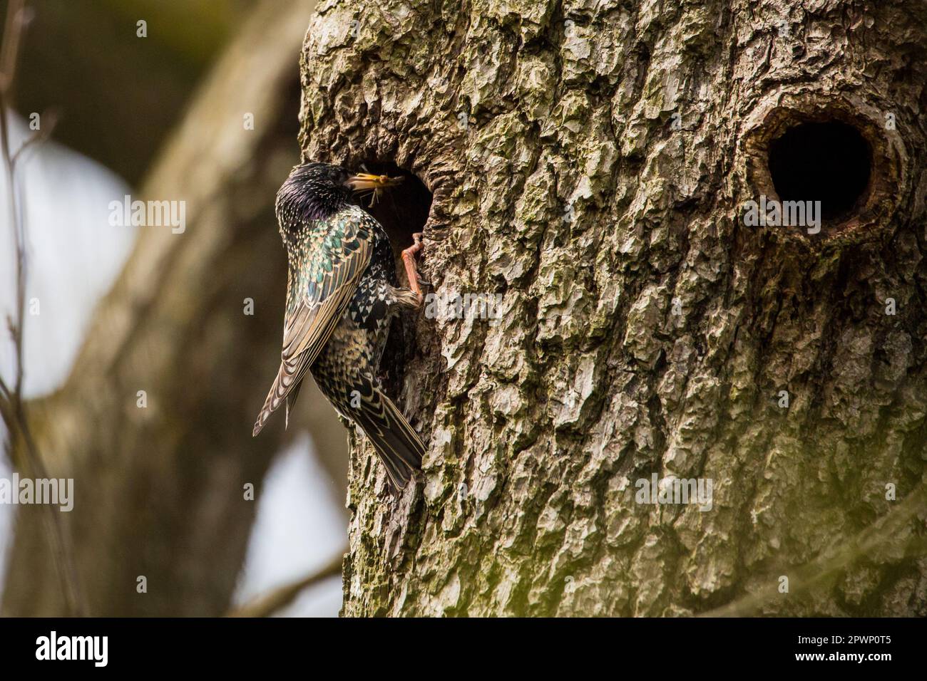 Brood birds hi-res stock photography and images - Alamy