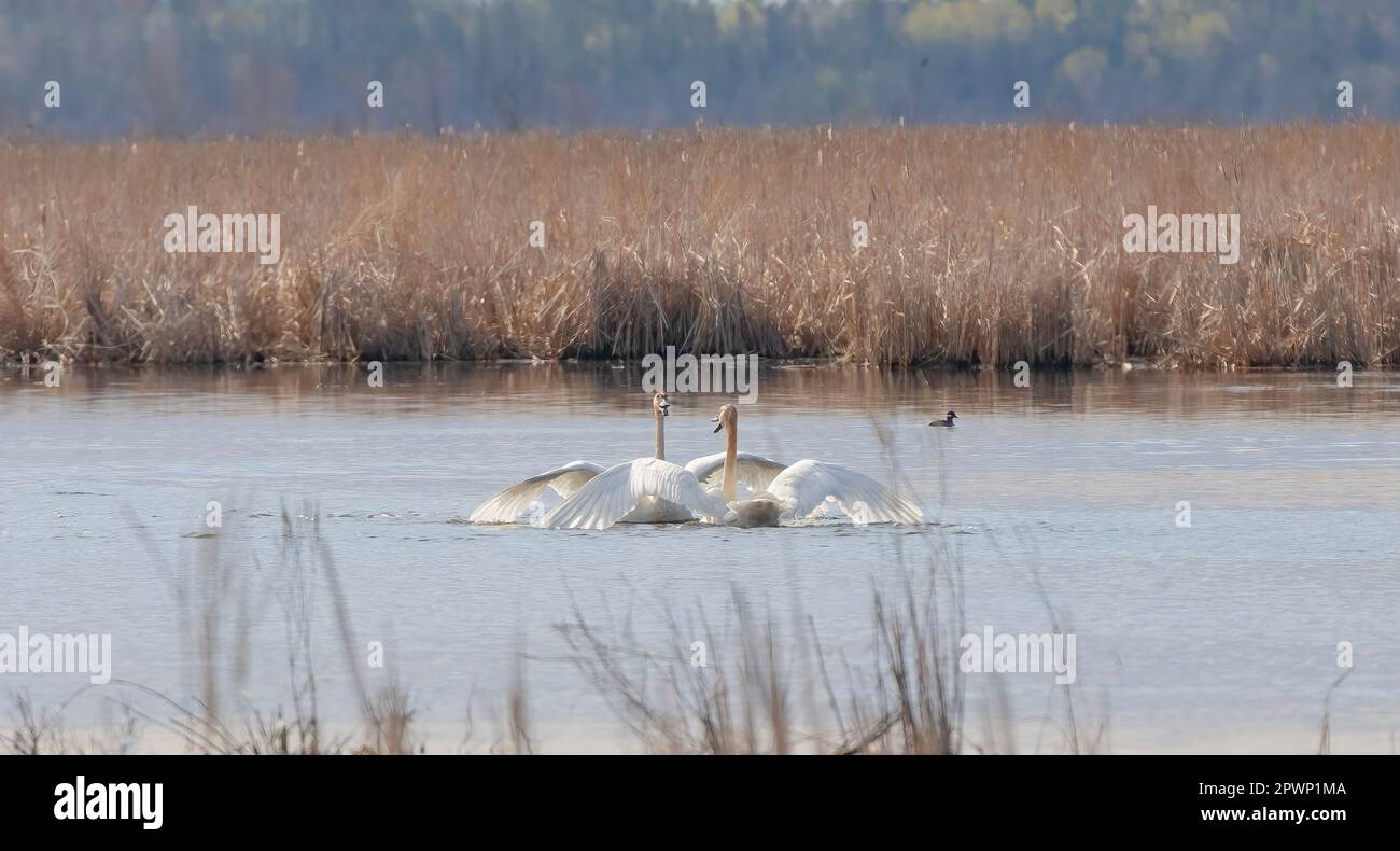 Trumpeter swans displaying their courtship rituals in the water in ...