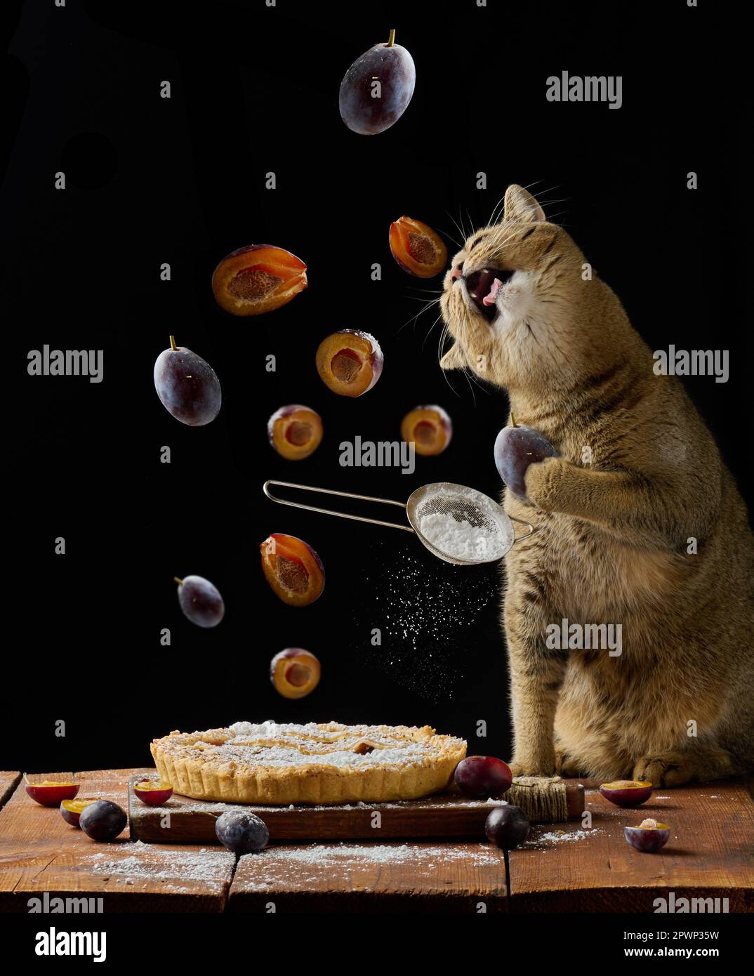 Baked round pie with plums, gray Scottish straight cat throws ...