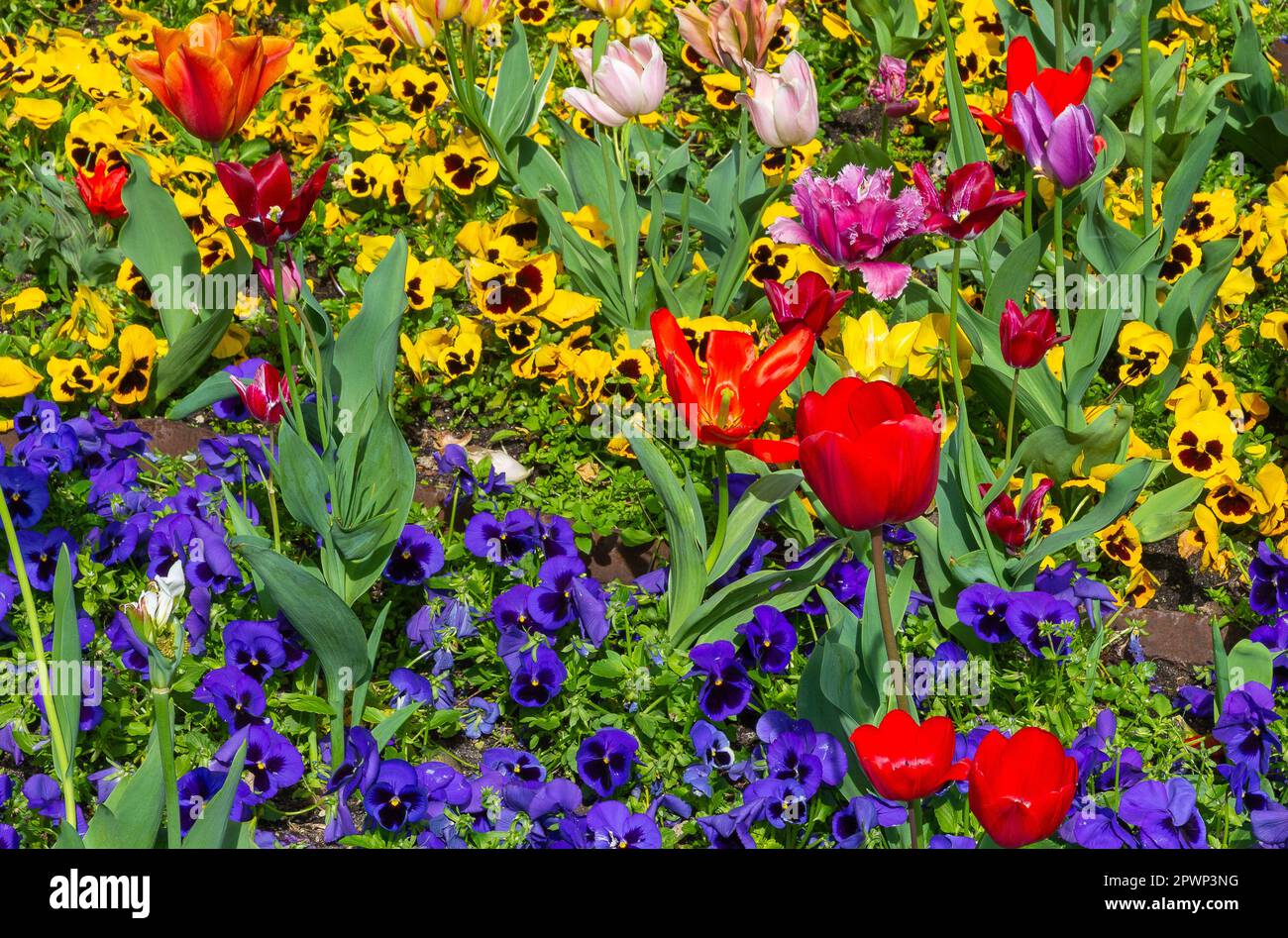 Garden in sirmione hi-res stock photography and images - Alamy