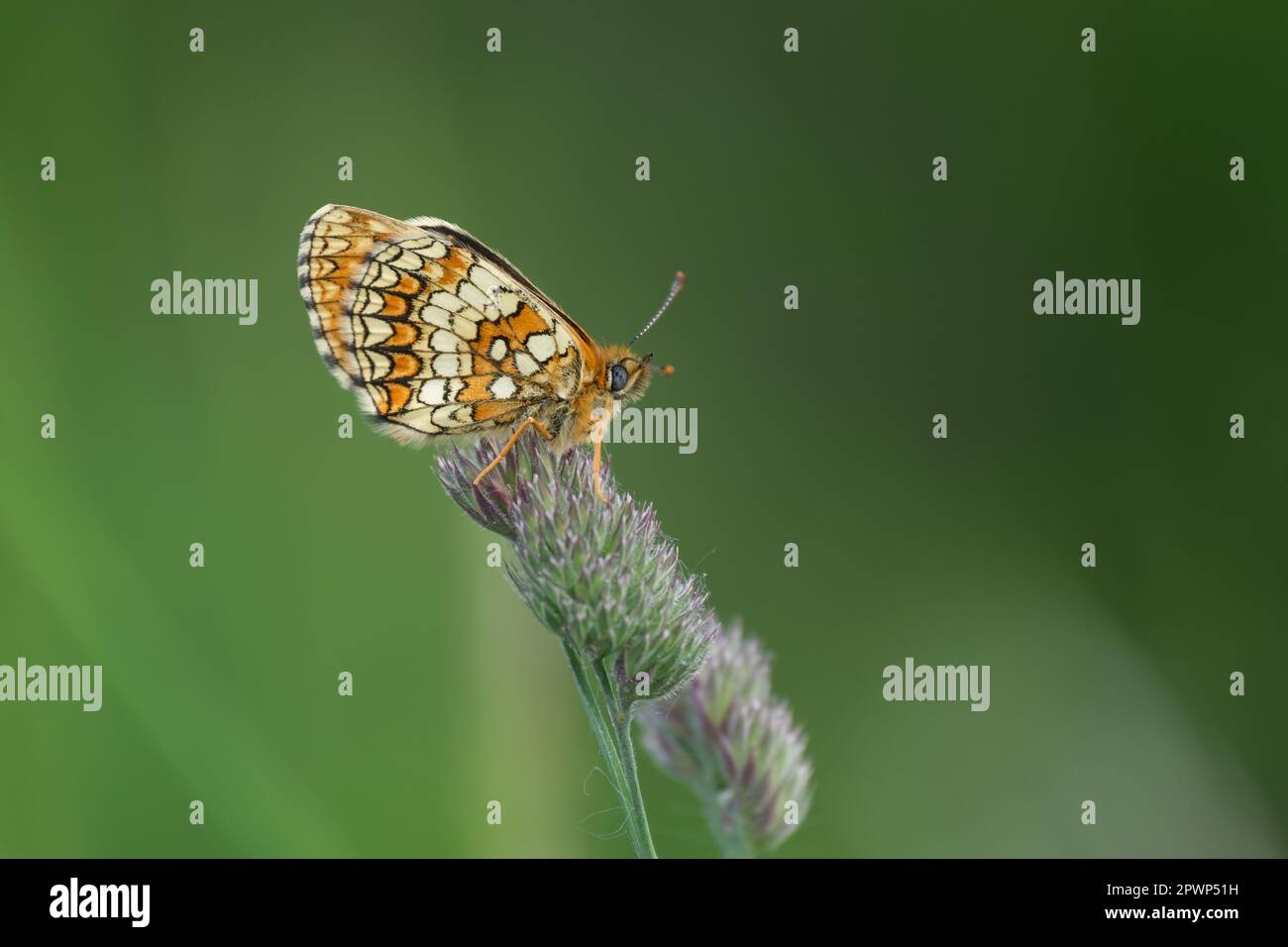 Orange and white butterfly, closed wing resting on a plant, macro close ...