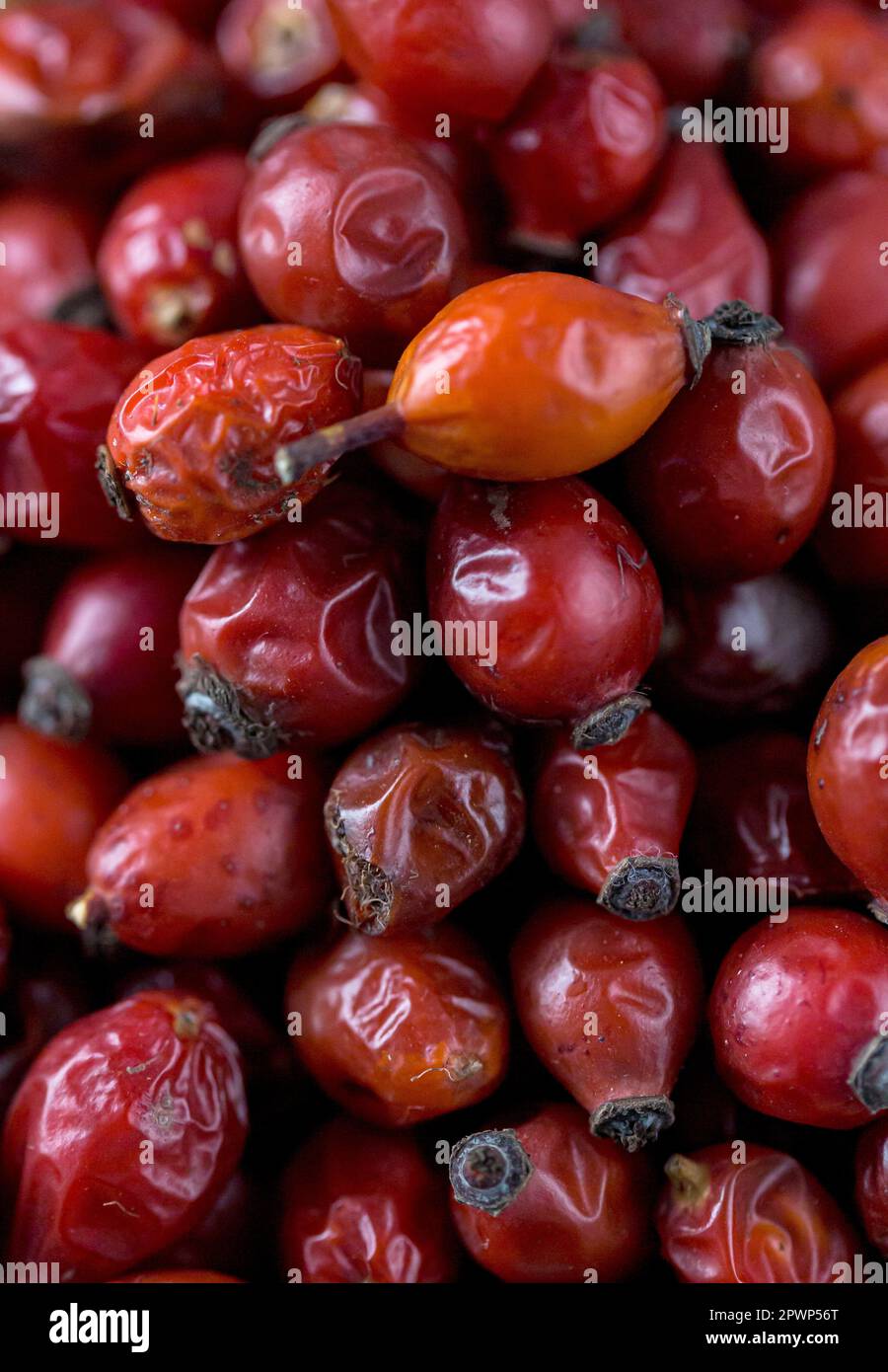 Rosehip in the cup. Benefits and used as a natural remedy. Natural ...