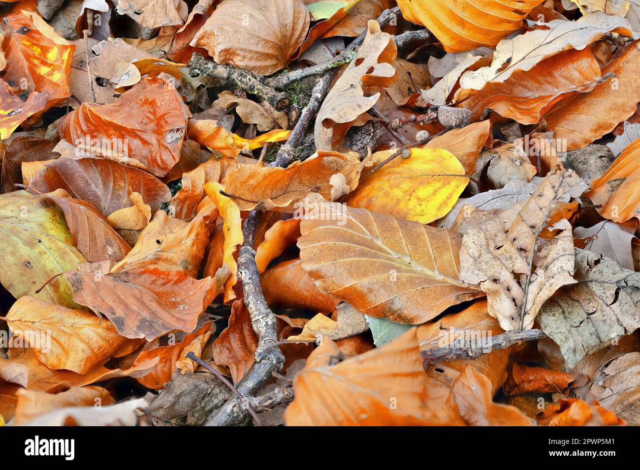 deciduous tree leaf is fallen in autumn Stock Photo - Alamy