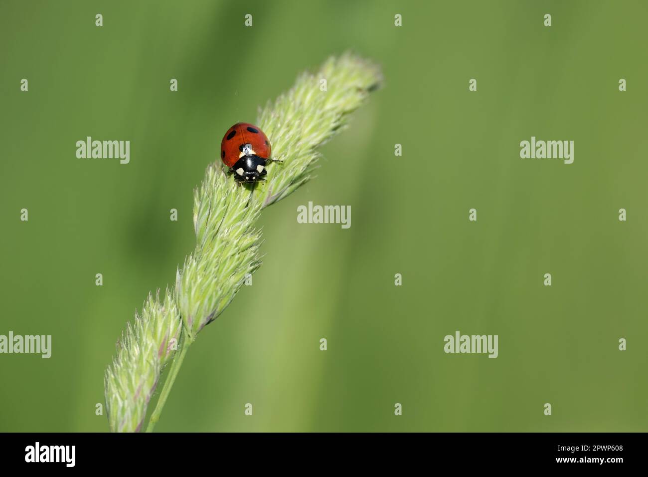 Beautiful picture of a ladybug on a plant in the wild Stock Photo - Alamy
