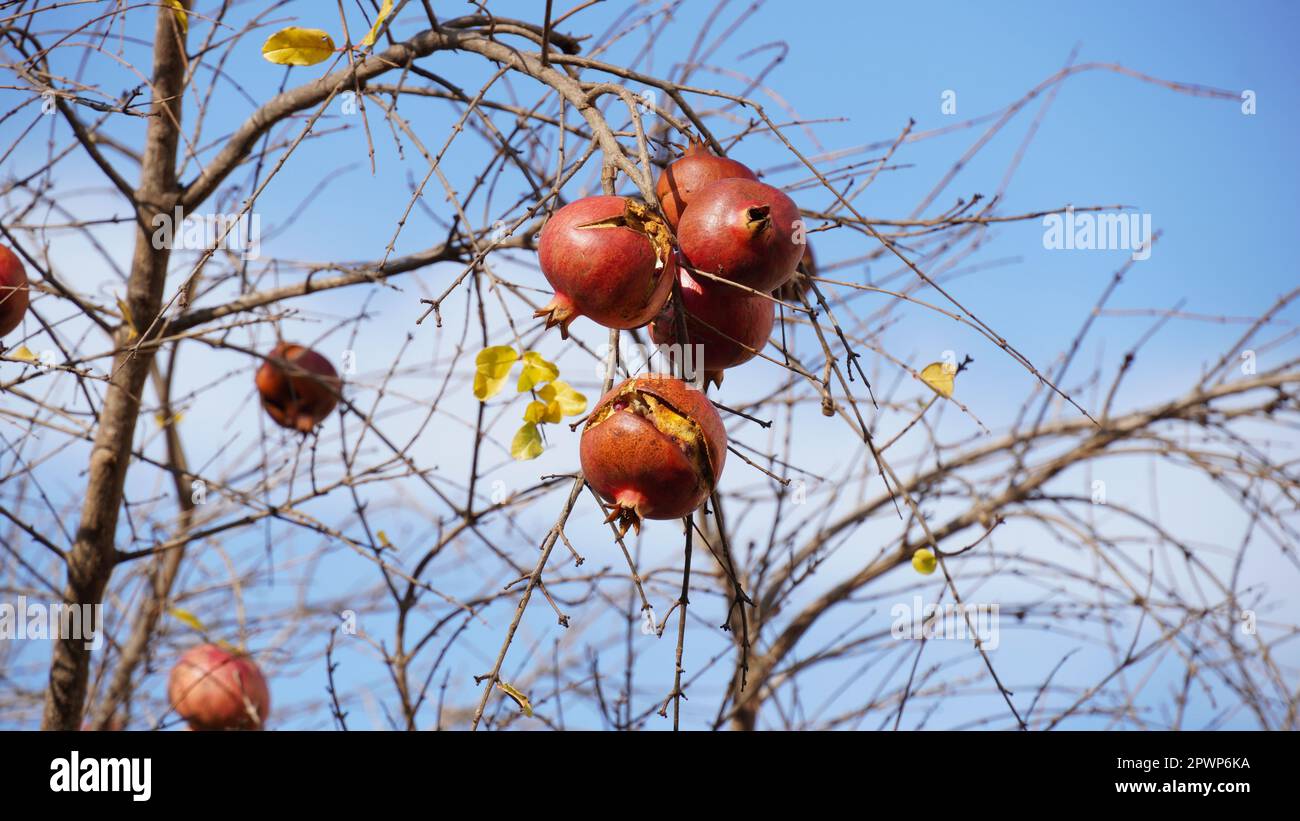Dried pomegranate on branches of pomegranate tree (punica granatum ...