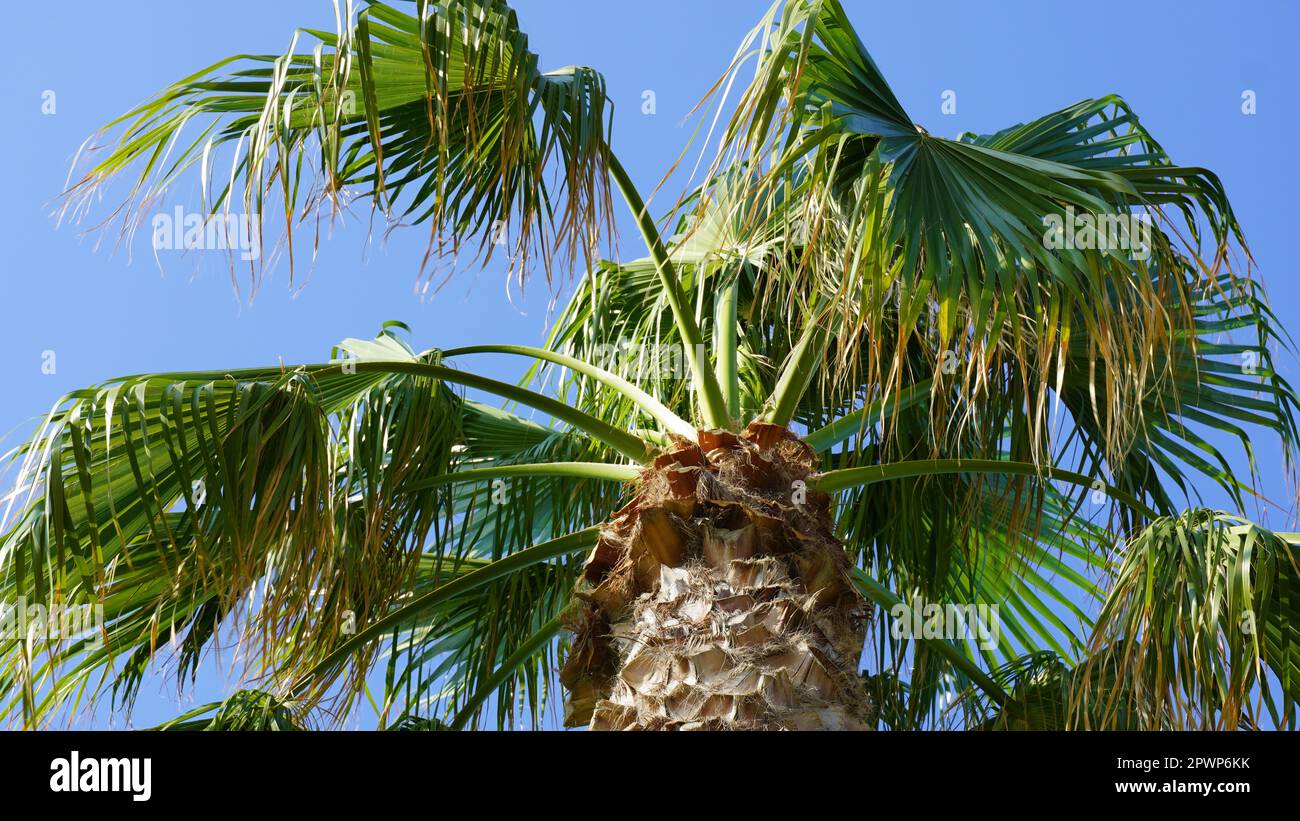 Phoenix dactylifera date or date palm tree Stock Photo - Alamy