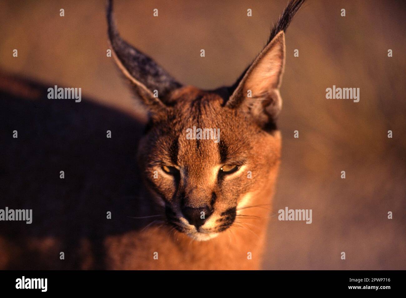 Caracal (Felix caracal), Maun, Ngamiland, Botswana, Africa Stock Photo ...