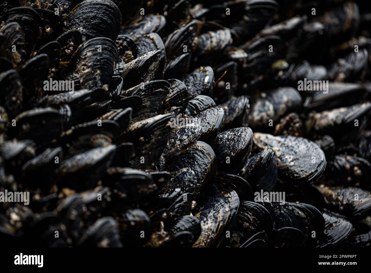 Washington Coastal Beach Landscape PNW Stock Photo - Alamy
