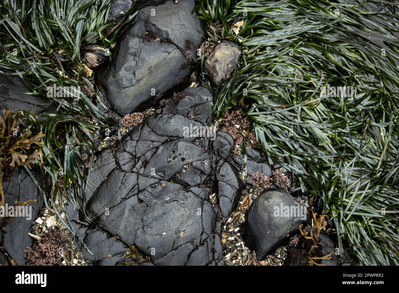 Washington Coastal Beach Landscape PNW Stock Photo - Alamy