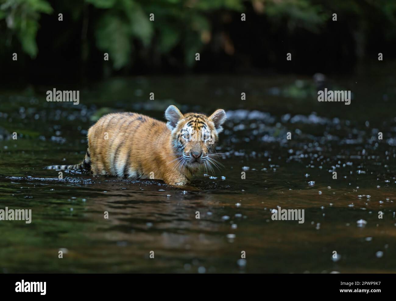 Cub of Bengal tiger is walking in the river looking at the camera. Horizontally Stock Photo - Alamy