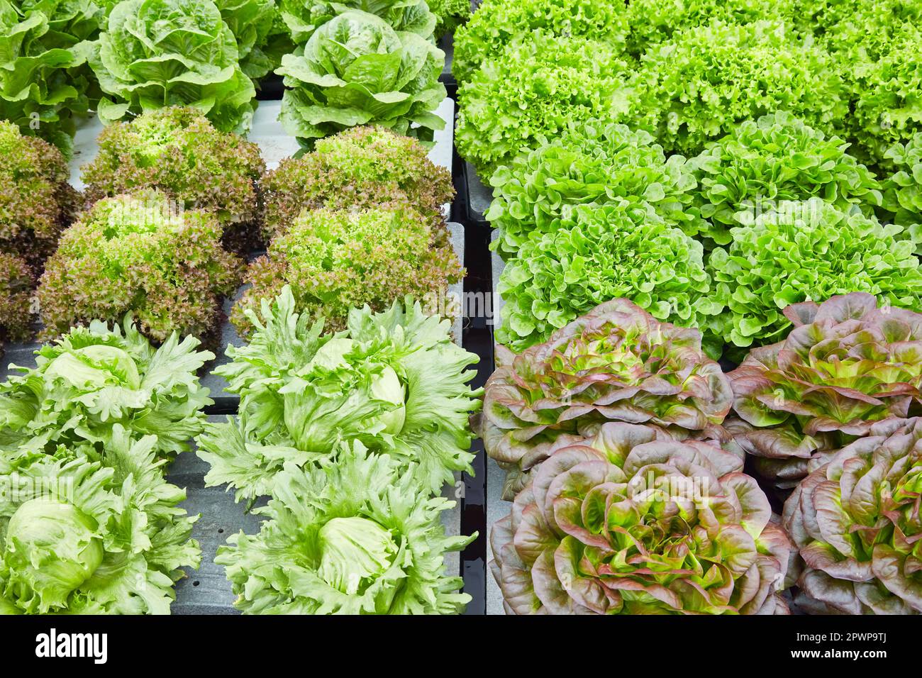 Growth of various crops of fresh green and red lettuce on polystyrene ...