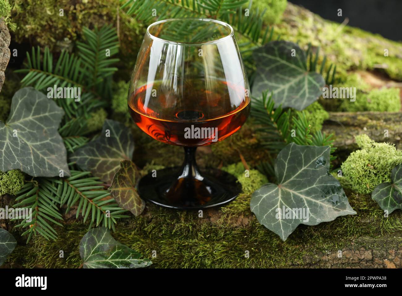 glass of whiskey drink on the green forest background with moss Stock ...