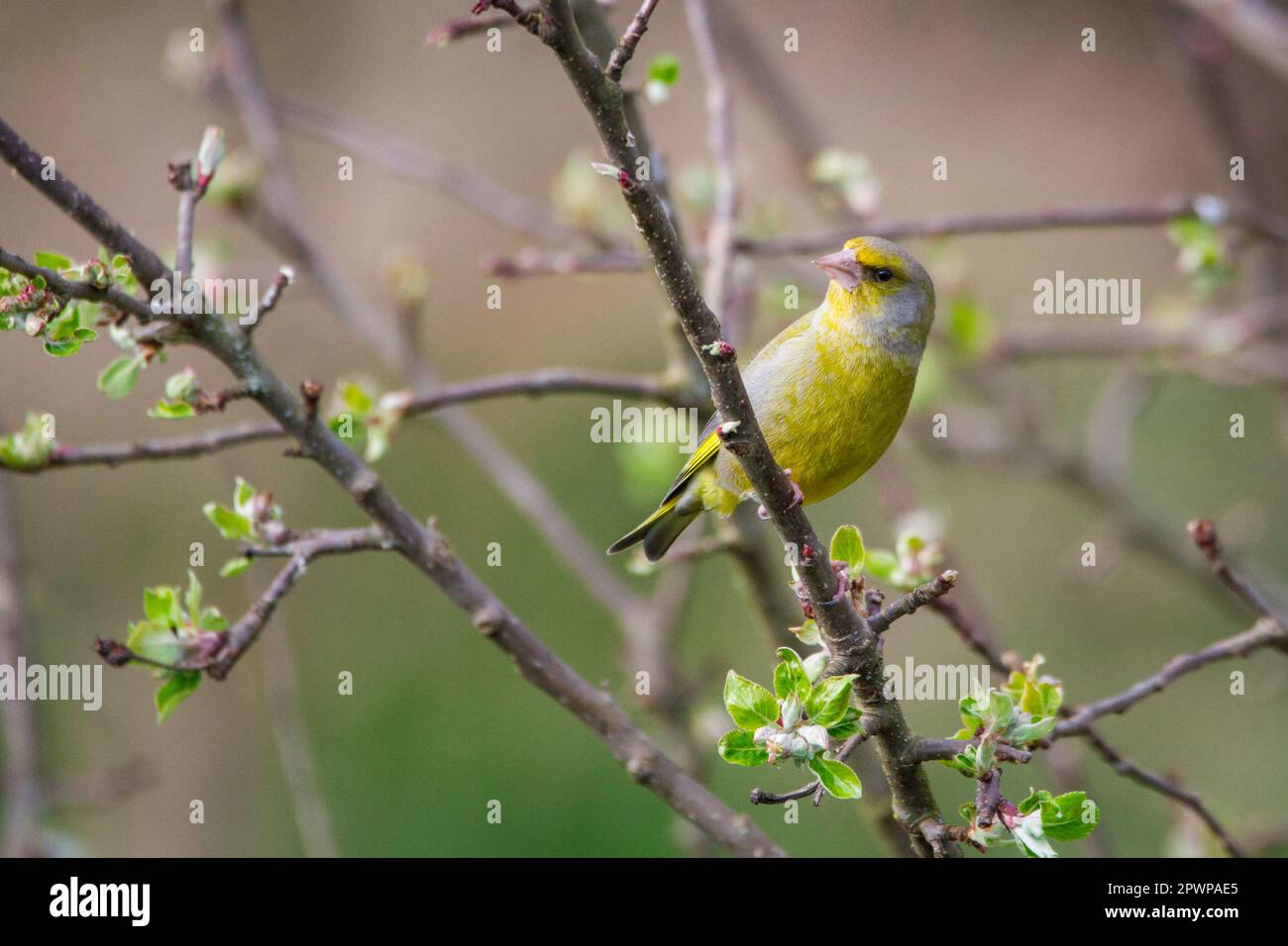 Eurasian greenfinch male (Chloris chloris Stock Photo - Alamy