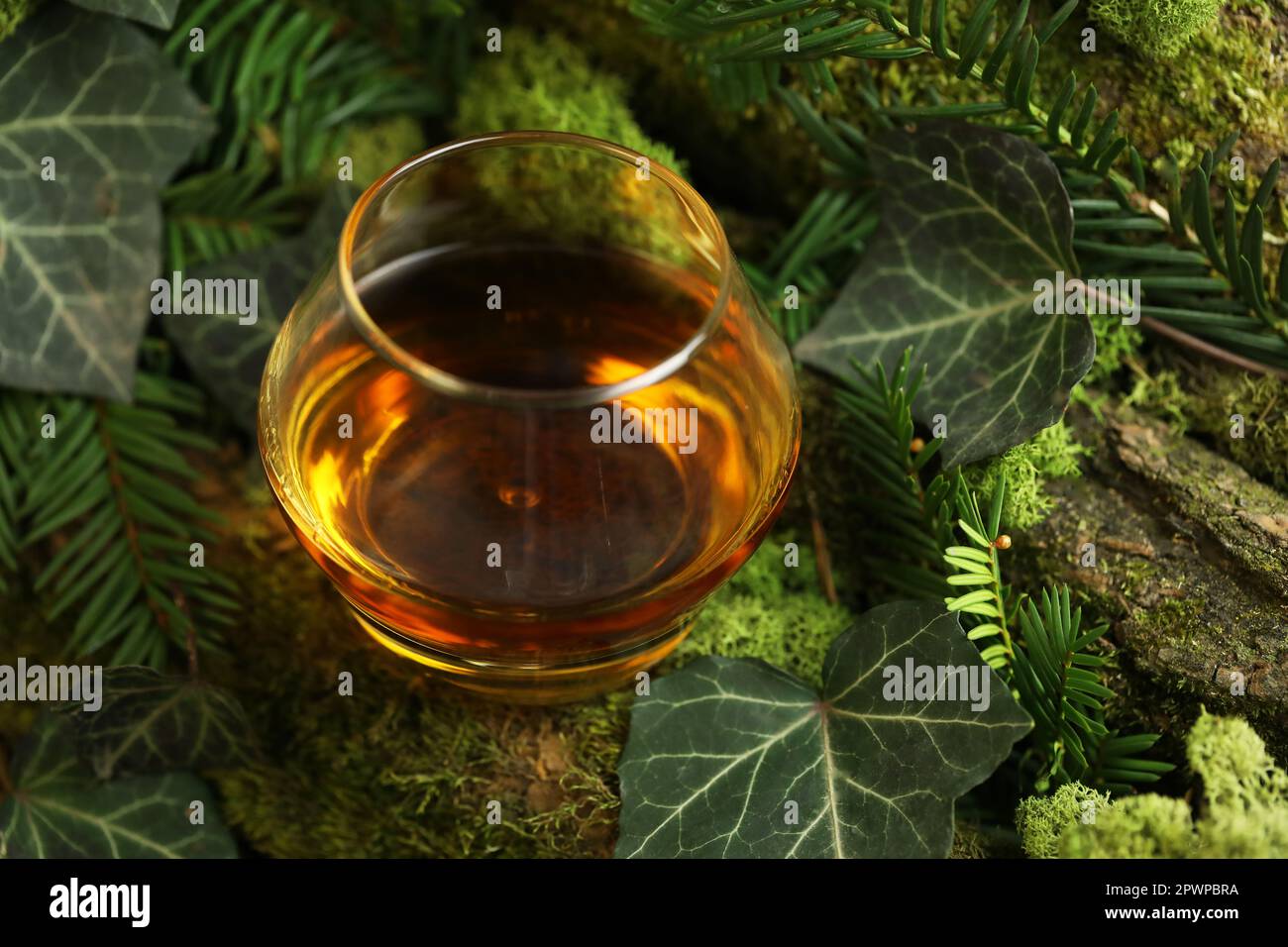 glass of whiskey drink on the green forest background with moss Stock ...