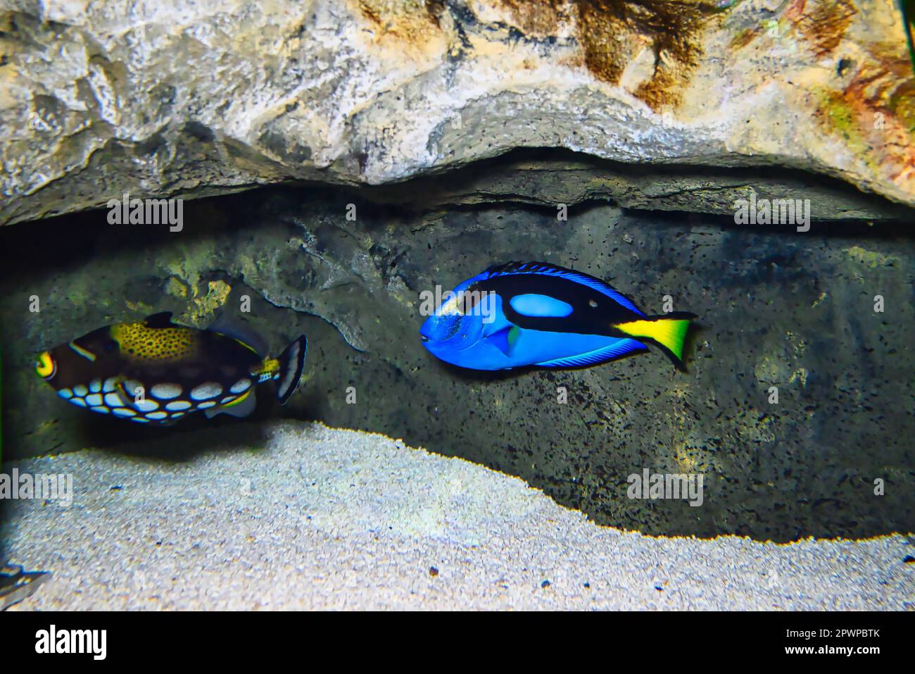 Beautiful exotic fish in the aquarium with bright colors Stock Photo ...